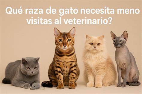 ¿qué Raza De Gato Necesita Menos Visitas Al Veterinario Guía Comparativa Y Consejos Expertos
