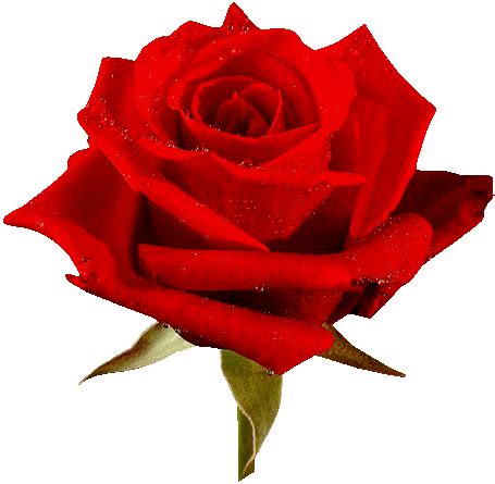 心形玫瑰love爱情主题gif图片素材 动态图库网