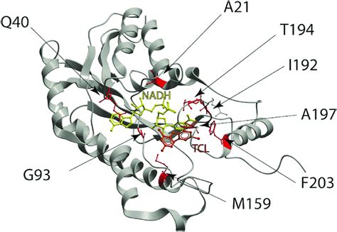 Three Dimensional Structure Of Fabi Pdb Id 1qsg [23] With Nad Download Scientific Diagram