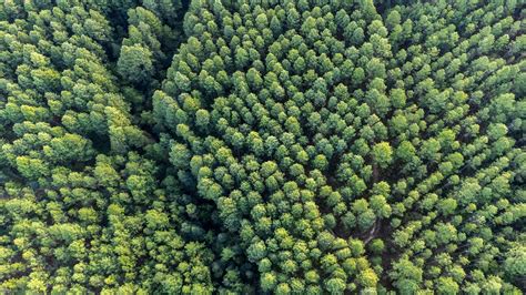 The Climate Benefits Of Informed Forestry Practices Climate 411