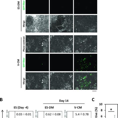 Cell Morphology And Gfp Expression Of Math1 Gfp Es Cell Derived Ebs
