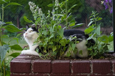 The Science Of Catnip Purrfect Love