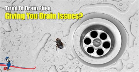 Eliminate Fruit Flies In Drain Easy And Proven Tips