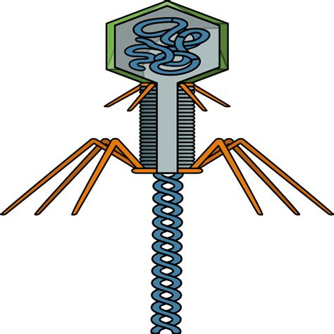 Adenovirus Releasing Dna Lateral Figure Science Figures
