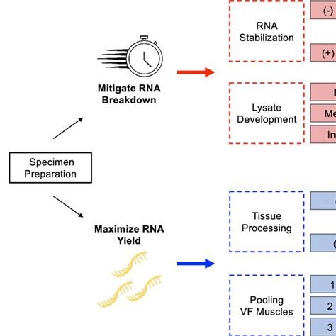A Schematic Diagram Of The Experimental Steps For High Quality Rna Download Scientific Diagram