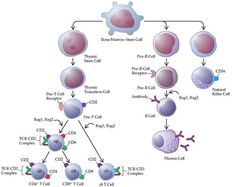 68 T Cell Maturation Flow Chart