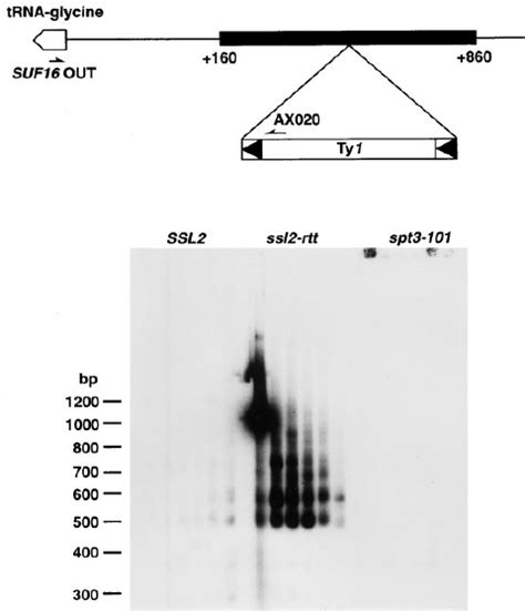 Ssl2 Rtt Increases The Spontaneous Ty1 And Ty2 Transposition Events