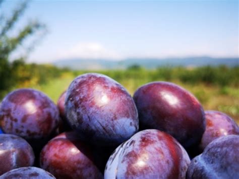 Богата реколта от сливи