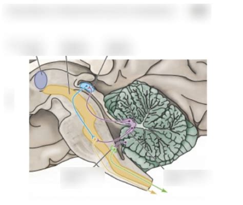 Label Cerebellum Brainstem Diagram Quizlet