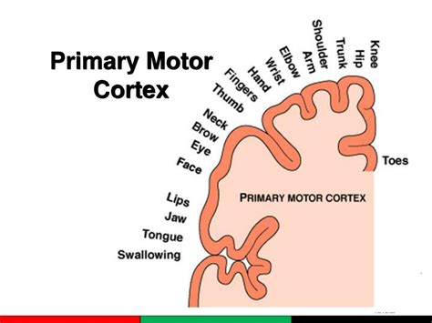 Ppt Sensory Motor And Integrative Systems سیستمهای حسی، حرکی و انسجام