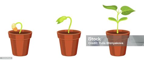 Budidaya Dalam Kecambah Pot Dari Biji Pertumbuhan Kotiledon Kacang Ilustrasi Vektor Bibit