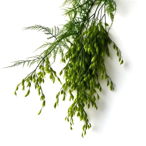 Premium Ai Image Isolated Of Weeping Cypress Drooping Needle Like