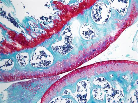【实验步骤】he染色——给细胞“上个色” 知乎