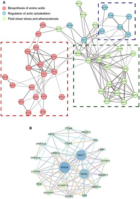 Frontiers Temporal Proteomic Profiling Reveals Functional Pathways In