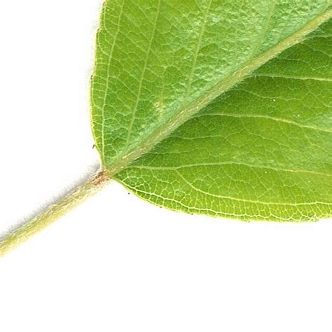 Opencv Tutorial Computer Vision With Nodejs Risingstack Engineering