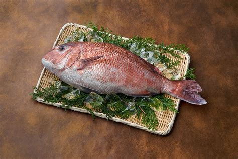 Athletes Eat Japanese Tai Snapper Because It Is Low In Fat And High In Protein Wami Japan