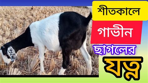শীতকালে গাভীন ছাগলের যত্ন। 🐐শীতকালে গাভীন ছাগলের বাড়তি যত্ন। Care Of Pregnant Goat In Winter