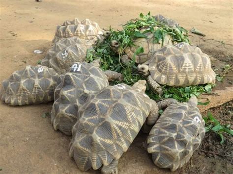 မန်းရွှေစက်တော် ဘေးမဲ့တောတွင် ကြယ်လိပ်ကောင်ရေ ၅၀ ရာခိုင်နှုန်းတိုးပွား