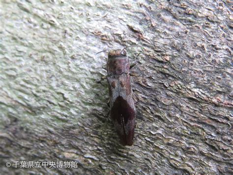 生態園の自然ヒシモンナガタマムシ