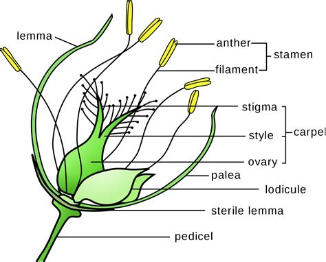 Download Grass Flower Anatomy Diagram