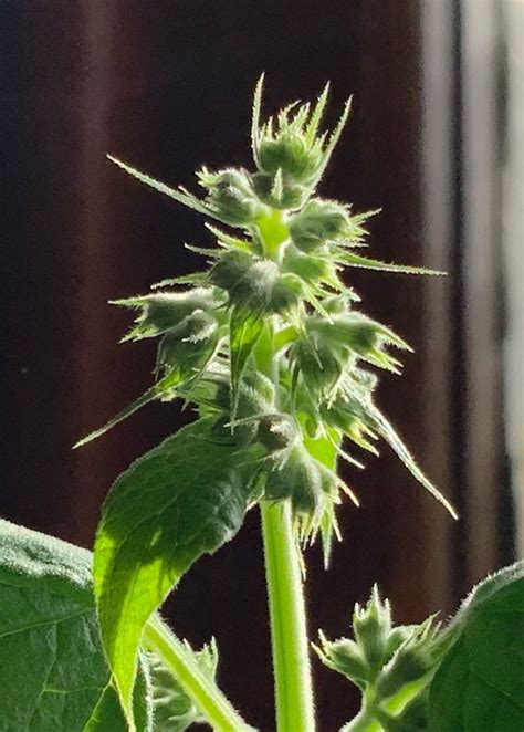 How To Grow Catnip From Seed Hubpages