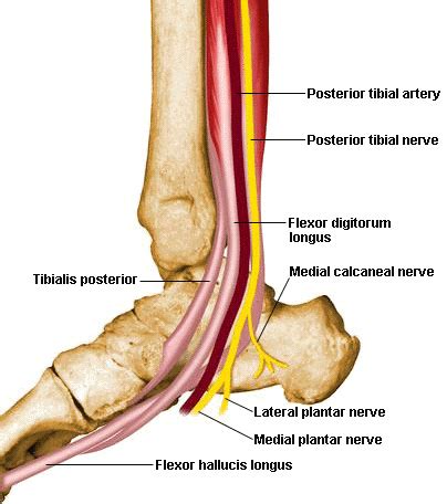 Tibialis Posterior Origin Insertion Anatomy And Function