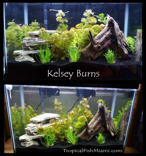 Kelsey Burns Neighborhood Fish Farm