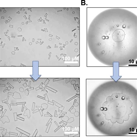 A Modified Sucrose Sandwich” Ice Shaping Assay Images Showing Download Scientific Diagram