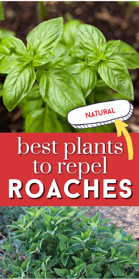 The Best Houseplants To Get Rid Of Roaches In Your Home