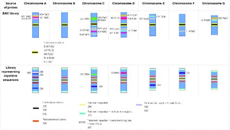 The Cytogenetic Map Of Diploid F Pratensis The Ideograms Show The Download Scientific Diagram