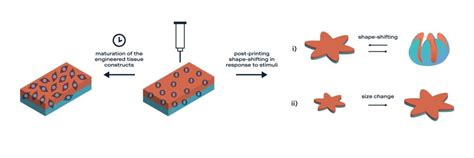 4d Bioprinting A New Way To Develop Complex Architectures With Evolving Biomaterials 영우사이언스