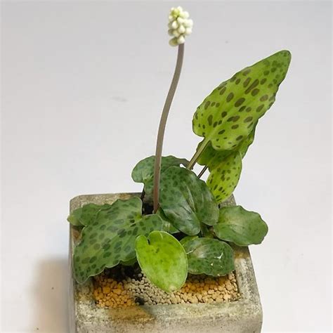 野草不野 限時販售闊葉油點百合 大方盆 野草不野 PlantingArt植栽 盆栽人氣榜 Pinkoi