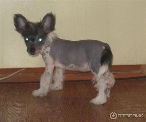 Отзыв о Голая Китайская хохлатая собака Моя любимая теплая роднулька