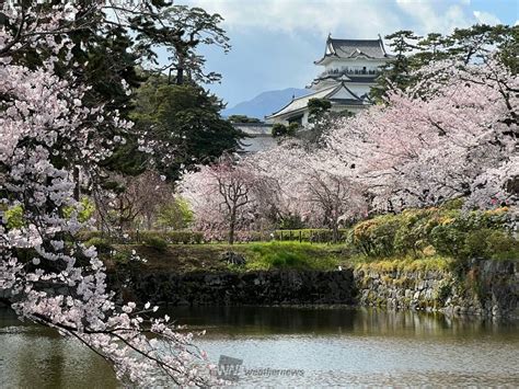 小田原城址公園の花見桜情報2024ウェザーニュース