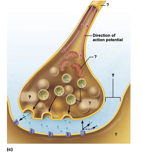 Typical Motor Neuron Diagram Quizlet