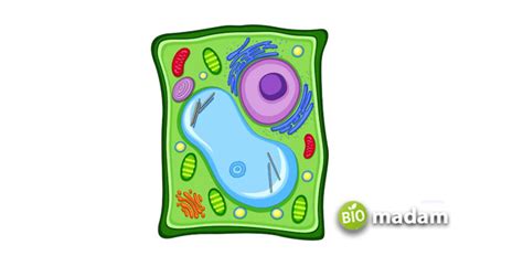 Function Of A Nucleus In A Plant Cell Biomadam