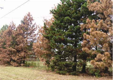 Pine Wilt Disease Oklahoma State University