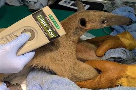 民眾協尋動物園逃脫小食蟻獸 結束3個月翹家生活 新奇 Nownews今日新聞
