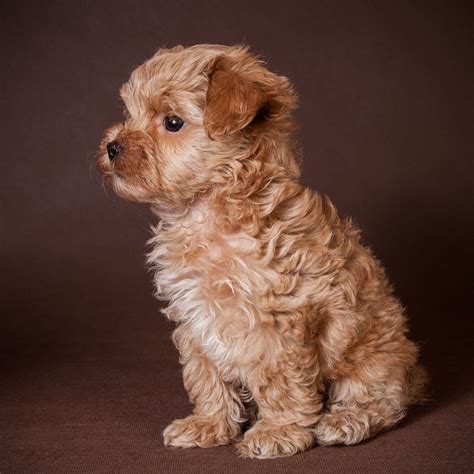 Собака коричневая кудрявая маленькая порода 71 фото картинки Sobakovod Club