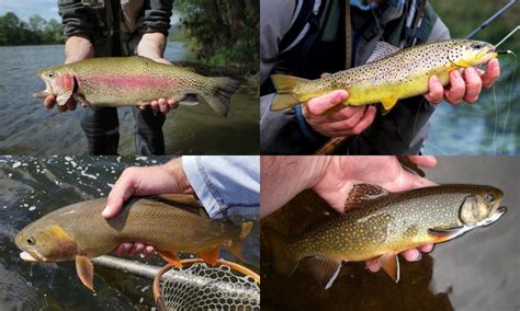 Rainbow Trout Identification Characteristics At Barry Oneil Blog