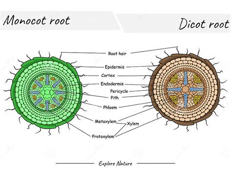 Monocot Root And Dicot Root Stock Vector Illustration Of Screenshot