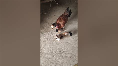 আমাদের দেশি মুরগি চিক Youtube