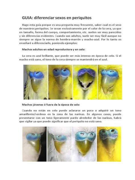 Sex Oper Iquitos Pdf Pico Paravianos