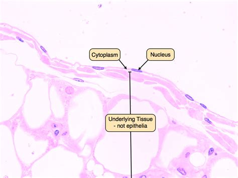 Simple Squamous Epithelial Diagram Quizlet