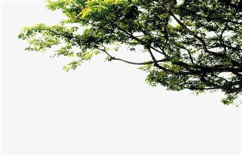 Tree PNG Free Download Tree Photoshop Photoshop Landscape Tree