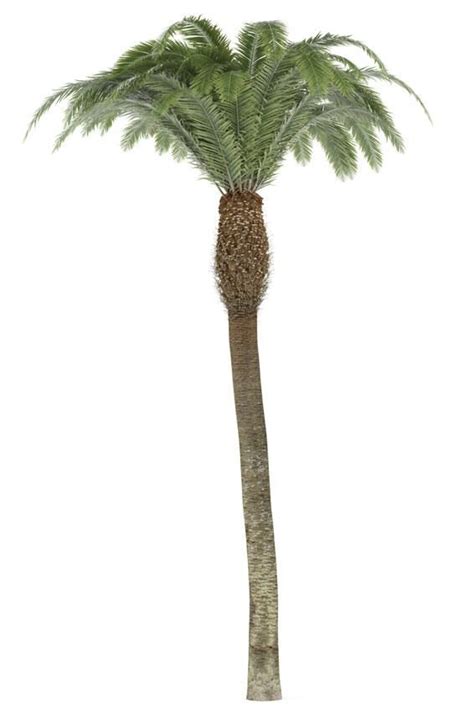 Pictures Of Different Types Of Palm Trees LoveToKnow