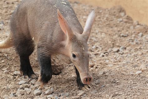 Aardvark Facts Photos And Information Animaliaweb