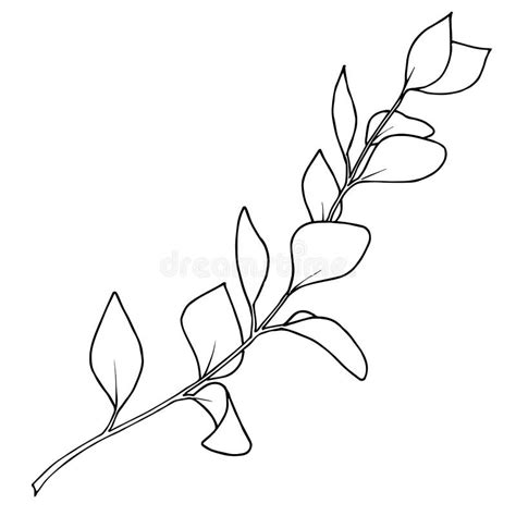 Vector Eucalyptus Leaves Branch Black And White Engraved Ink Art Isolated Branches