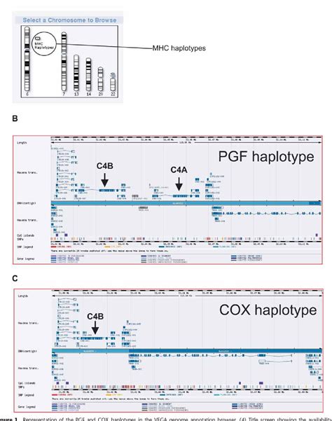 Figure 1 From Complete Mhc Haplotype Sequencing For Common Disease Gene Mapping Semantic Scholar