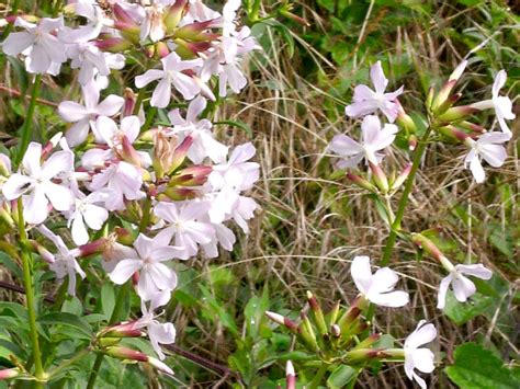 Saponaria officinalisサポナリア オフィシナリス サボンソウ ナデシコ科 サボンソウ属